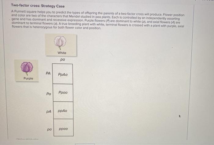 Solved Two-factor cross: Strategy Case A Punnett square | Chegg.com