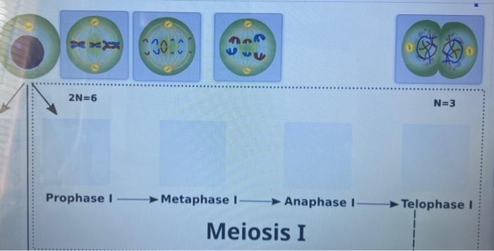 Solved 2N=6 Prophase nn Metaphase Anaphase TelophaseProphase | Chegg.com