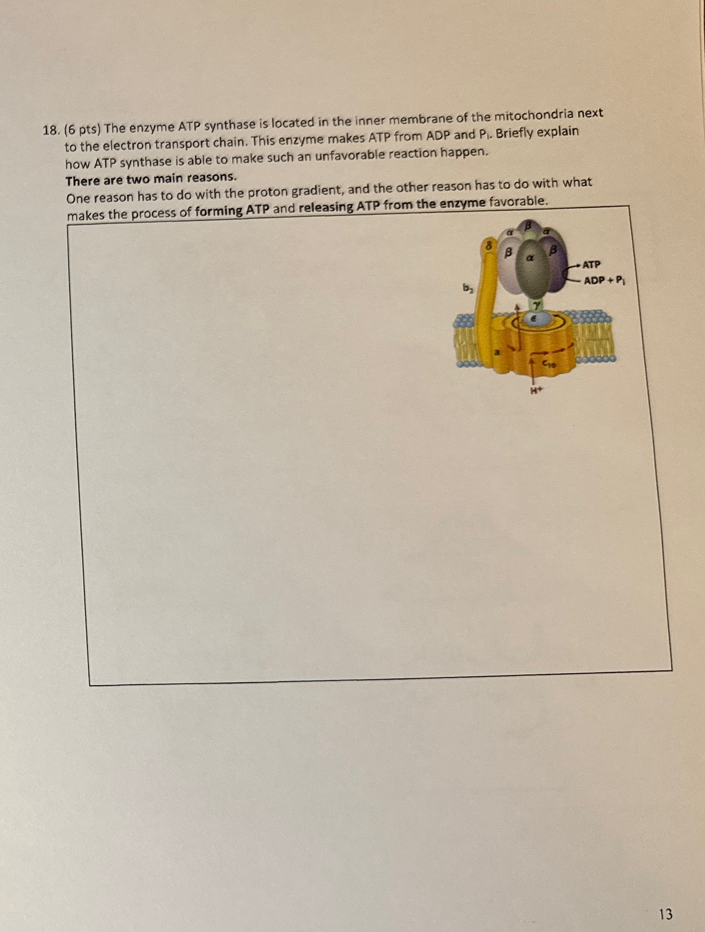 Solved ( 6 ﻿pts) ﻿The enzyme ATP synthase is located in the | Chegg.com