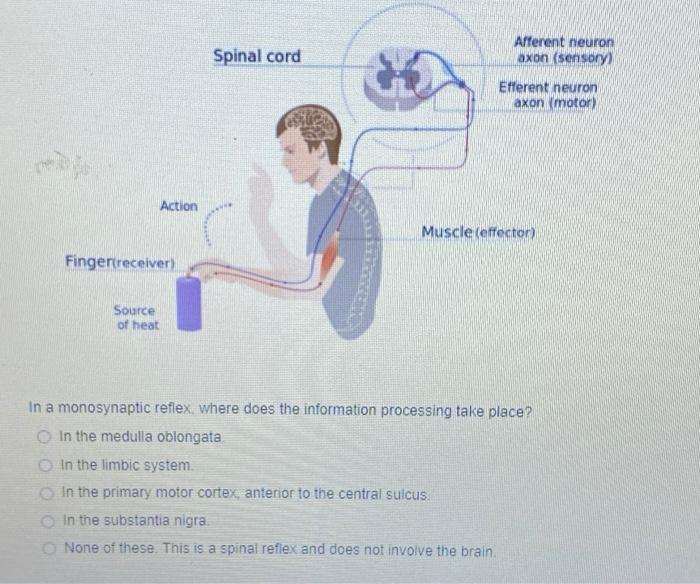 Solved Spinal cord Afferent neuron axon (sensory Efferent | Chegg.com