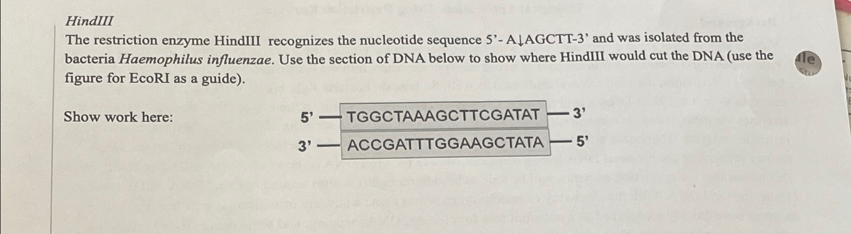 Solved HindIIIThe restriction enzyme HindIII recognizes the | Chegg.com