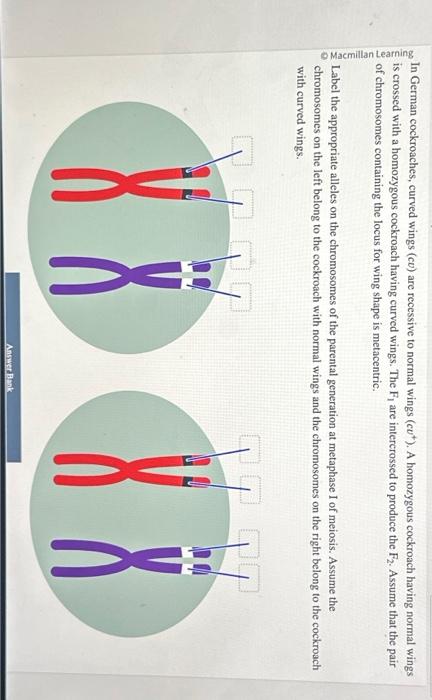 Solved Label the appropriate allelles on the chromosomes of | Chegg.com