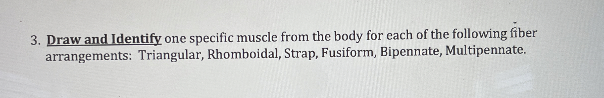 Solved Identify one specific muscle from the body for each | Chegg.com