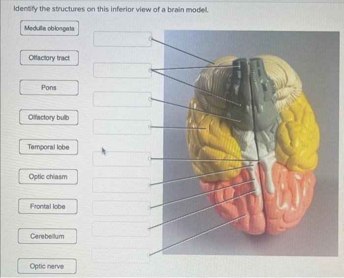 Solved identify the structures on this inferior view of a | Chegg.com