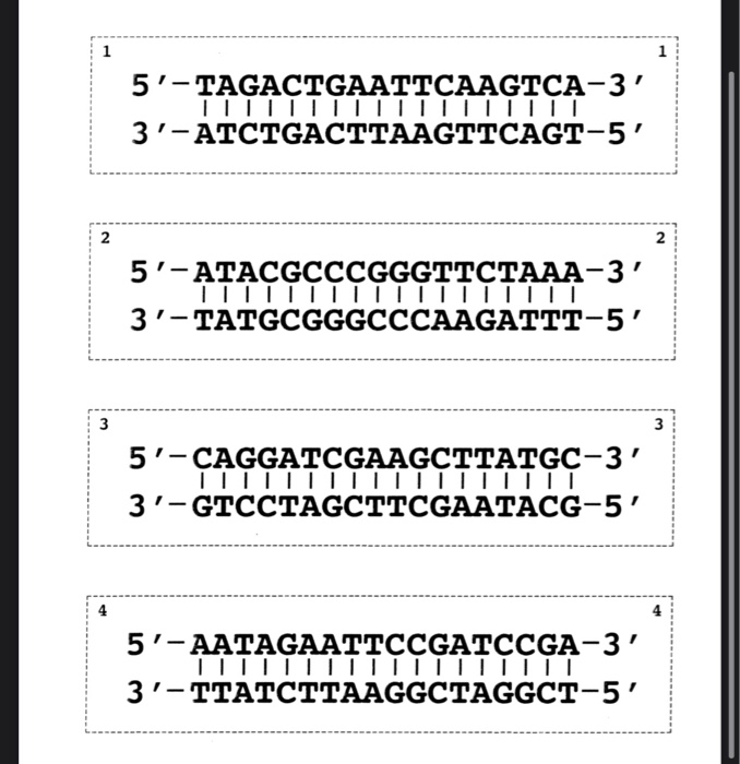 DNA Scissors DNA Scissors: Introduction to | Chegg.com