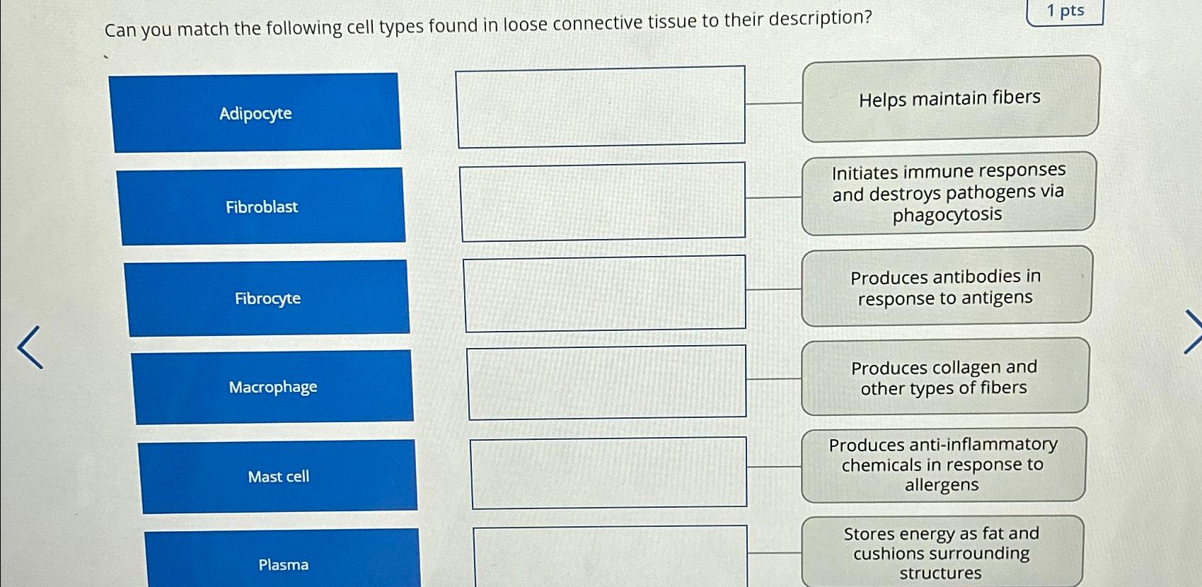 Solved Can you match the following cell types found in loose | Chegg.com
