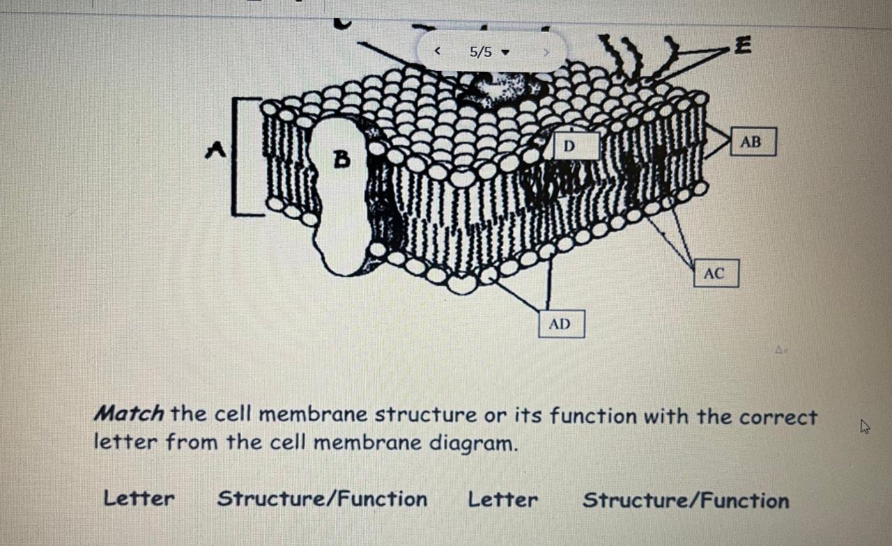Solved 5/5 AB B AC AD Match the cell membrane structure or | Chegg.com