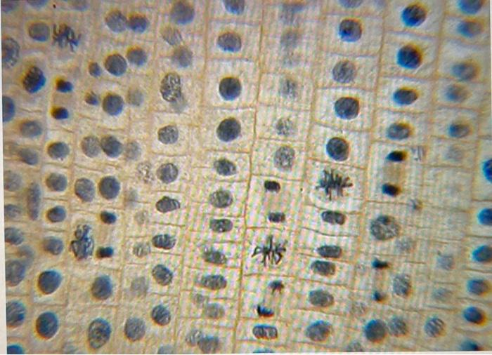 Solved 3. For slide 1, count 25 cells, specifically noting | Chegg.com