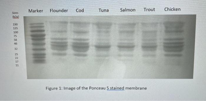 Solved 3. Use the Ponceau S stained membrane (Figure 1) to | Chegg.com
