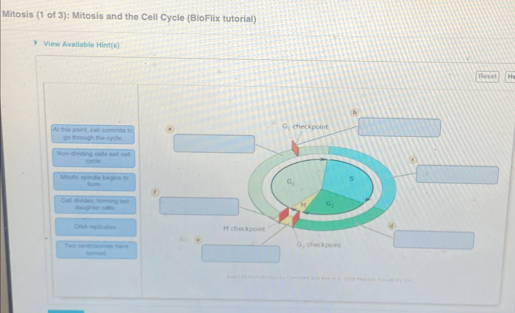 Solved Mitosis (1 ﻿of 3): Mitosis and the Cell Cycle | Chegg.com
