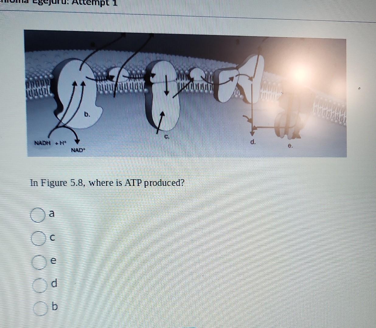 Solved In Figure 5.8, where is ATP produced? | Chegg.com