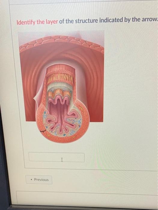 Solved Identify the layer of the structure indicated by the | Chegg.com