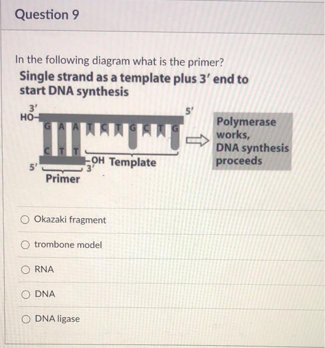 Solved In the following diagram what is the primer? Single | Chegg.com