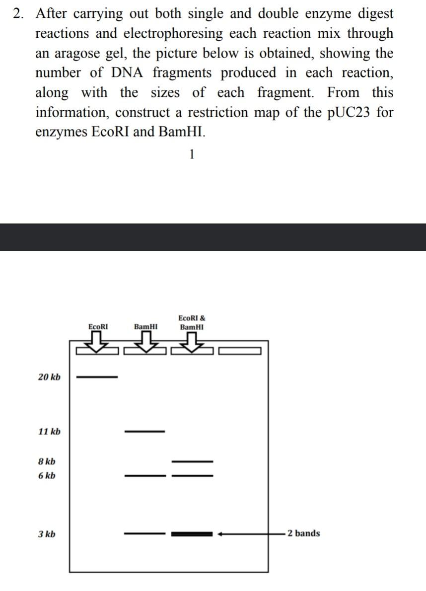 Solved 2. After carrying out both single and double enzyme | Chegg.com