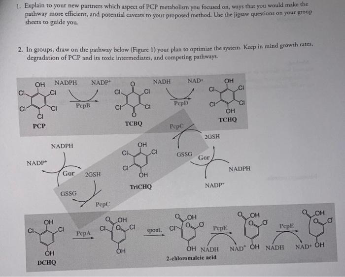 Solved 1. Explain to your new partners which aspect of PCP | Chegg.com