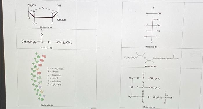Solved BIOCHEMICAL MOLECULES - STRUCTURE AND FUNCTION ENTER | Chegg.com