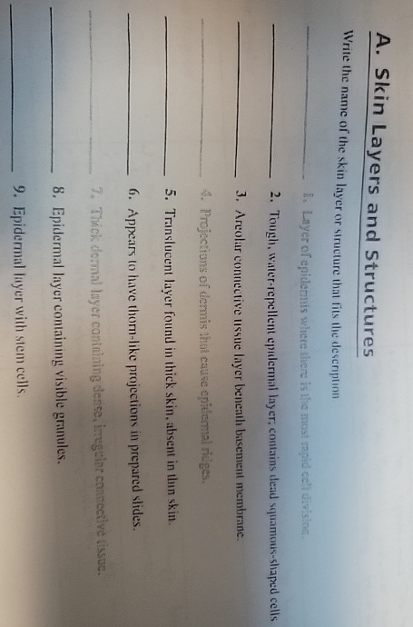 Solved A. ﻿Skin Layers and StructuresWrite the name of the | Chegg.com