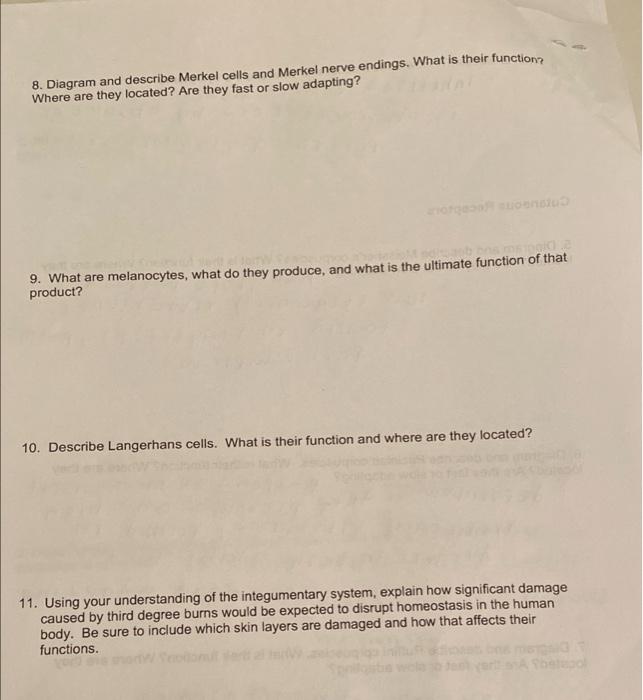 Solved 8. Diagram and describe Merkel cells and Merkel nerve | Chegg.com