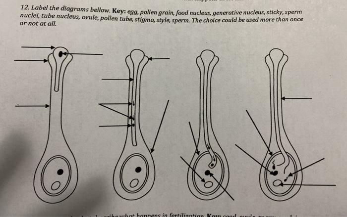 Solved 12. Label the diagrams bellow. Key: egg, pollen | Chegg.com