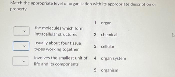 Solved Match the appropriate level of organization with its | Chegg.com