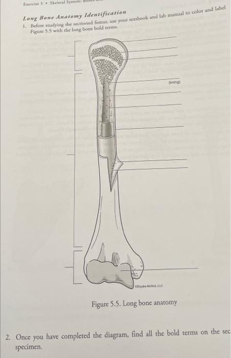 Solved Exercise 5. Skeletal System: Long Bone Anatomy | Chegg.com