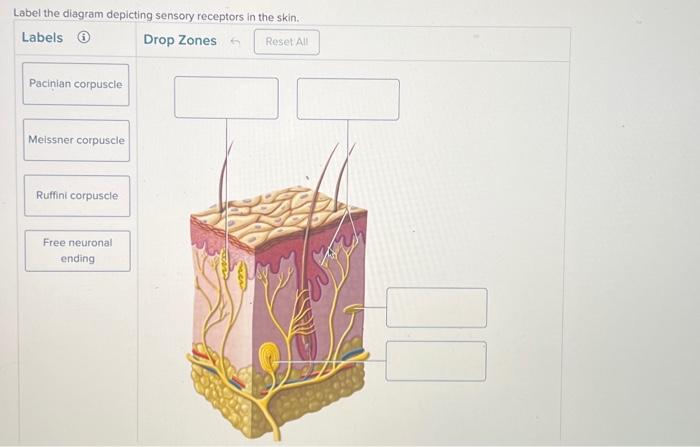 Solved Label the diagram depicting sensory receptors in the | Chegg.com