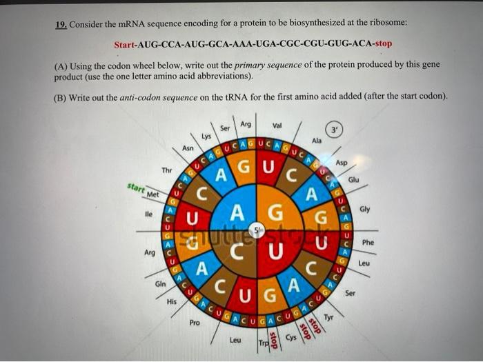 Solved UCAGO COUCASUS AGc 19. Consider the mRNA sequence | Chegg.com