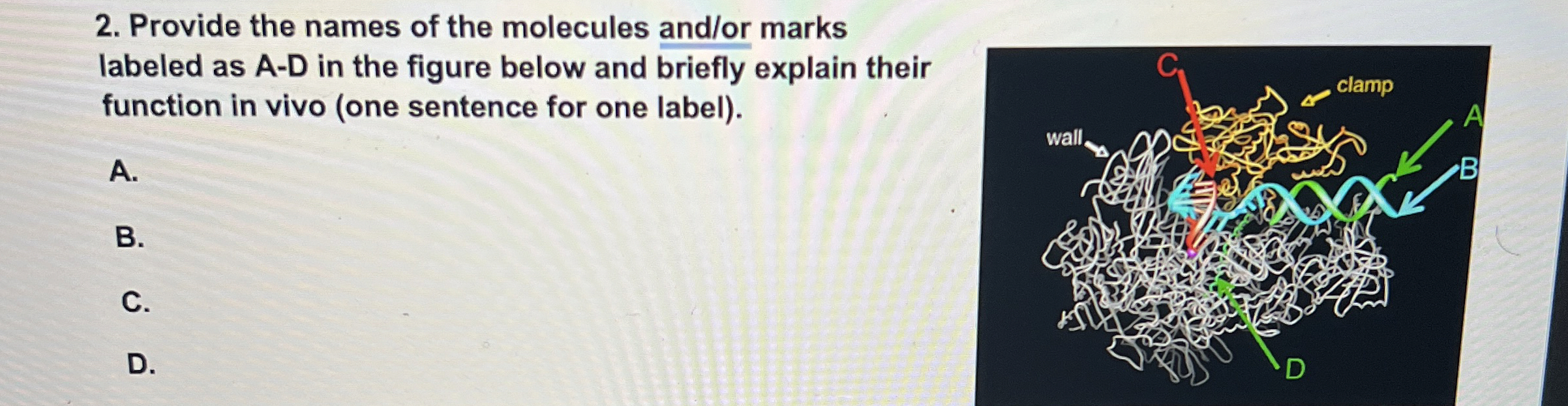 Solved Provide the names of the molecules and/or | Chegg.com