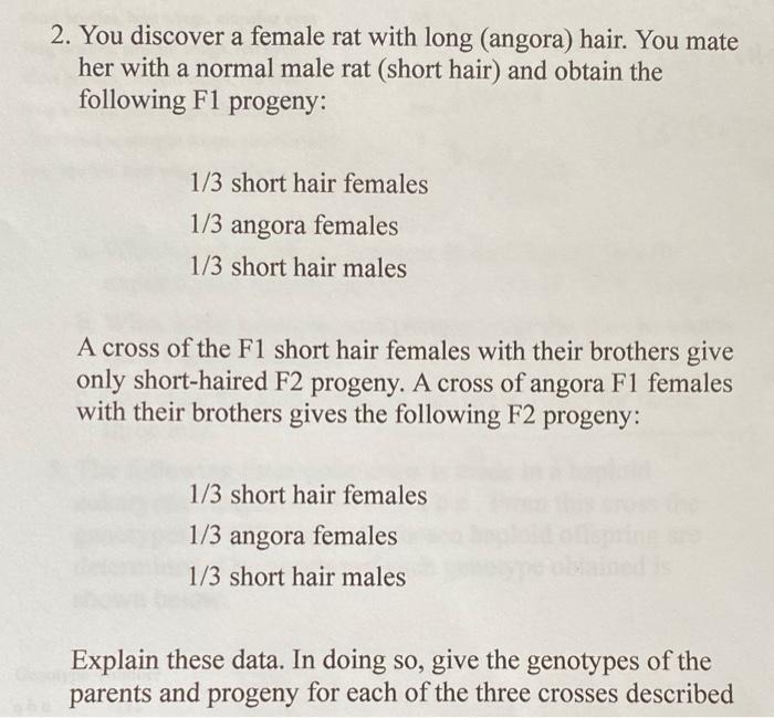 Solved 2. You discover a female rat with long (angora) hair. | Chegg.com