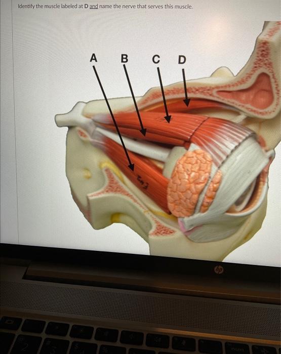 Solved Identify the muscle labeled at D and name the nerve | Chegg.com