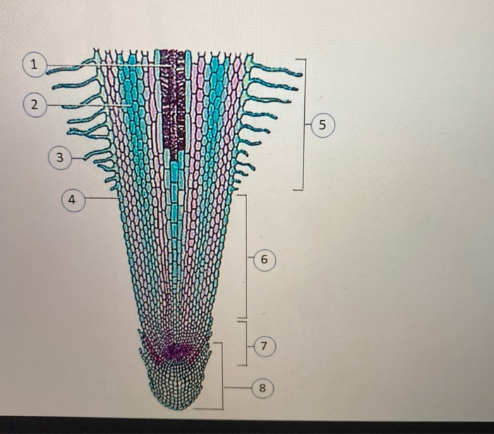Solved 4 6 00 Observe the diagram of a typical angiosperm | Chegg.com