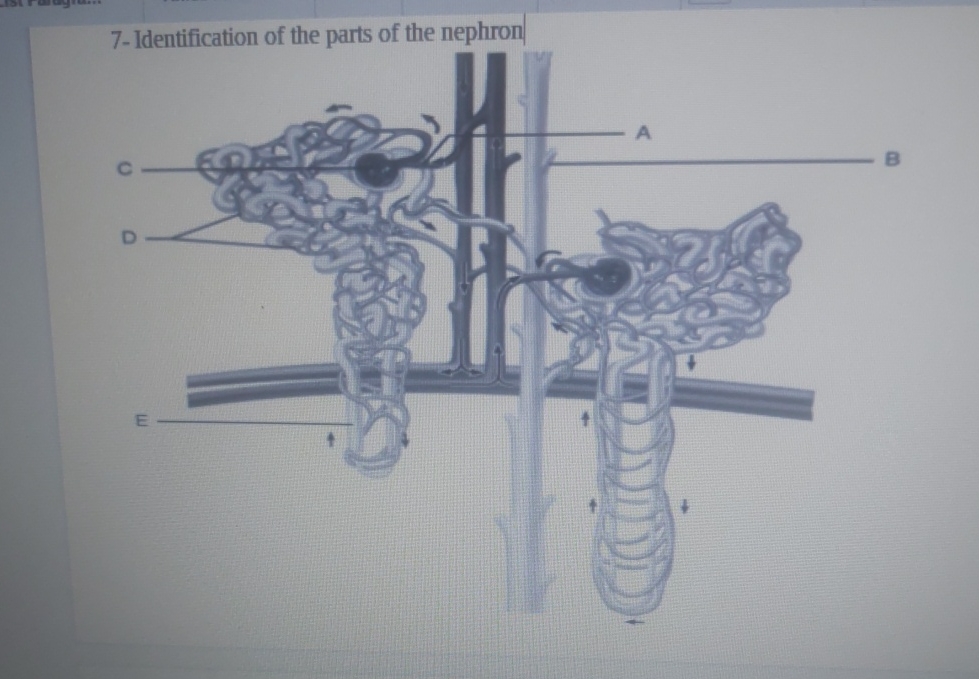Solved 7- 1dentification of the parts of the nephron | Chegg.com