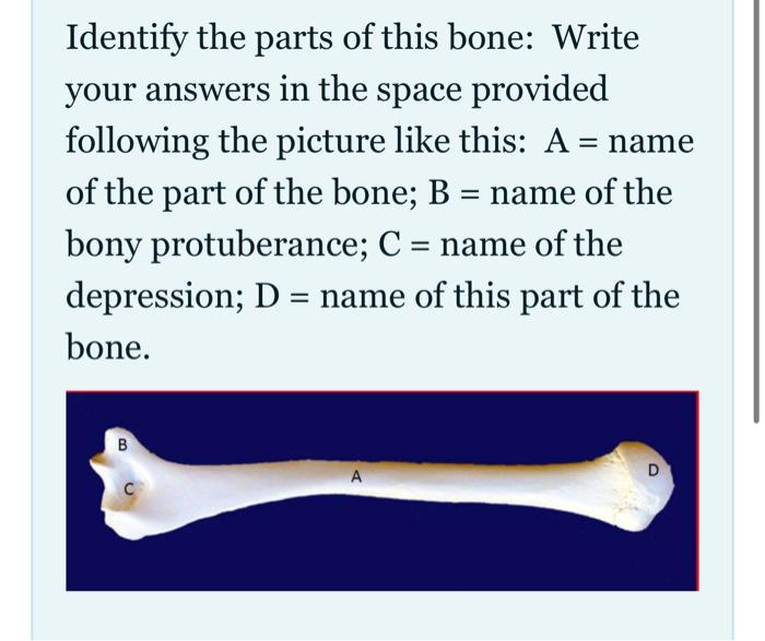 Solved Identify the bony landmarks of this bone: Write your | Chegg.com