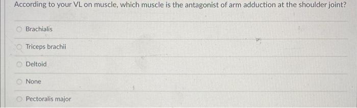 Solved According to your VL on muscle, which muscle is the | Chegg.com