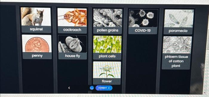 Solved Knowledge Check What Can Be Viewed with | Chegg.com