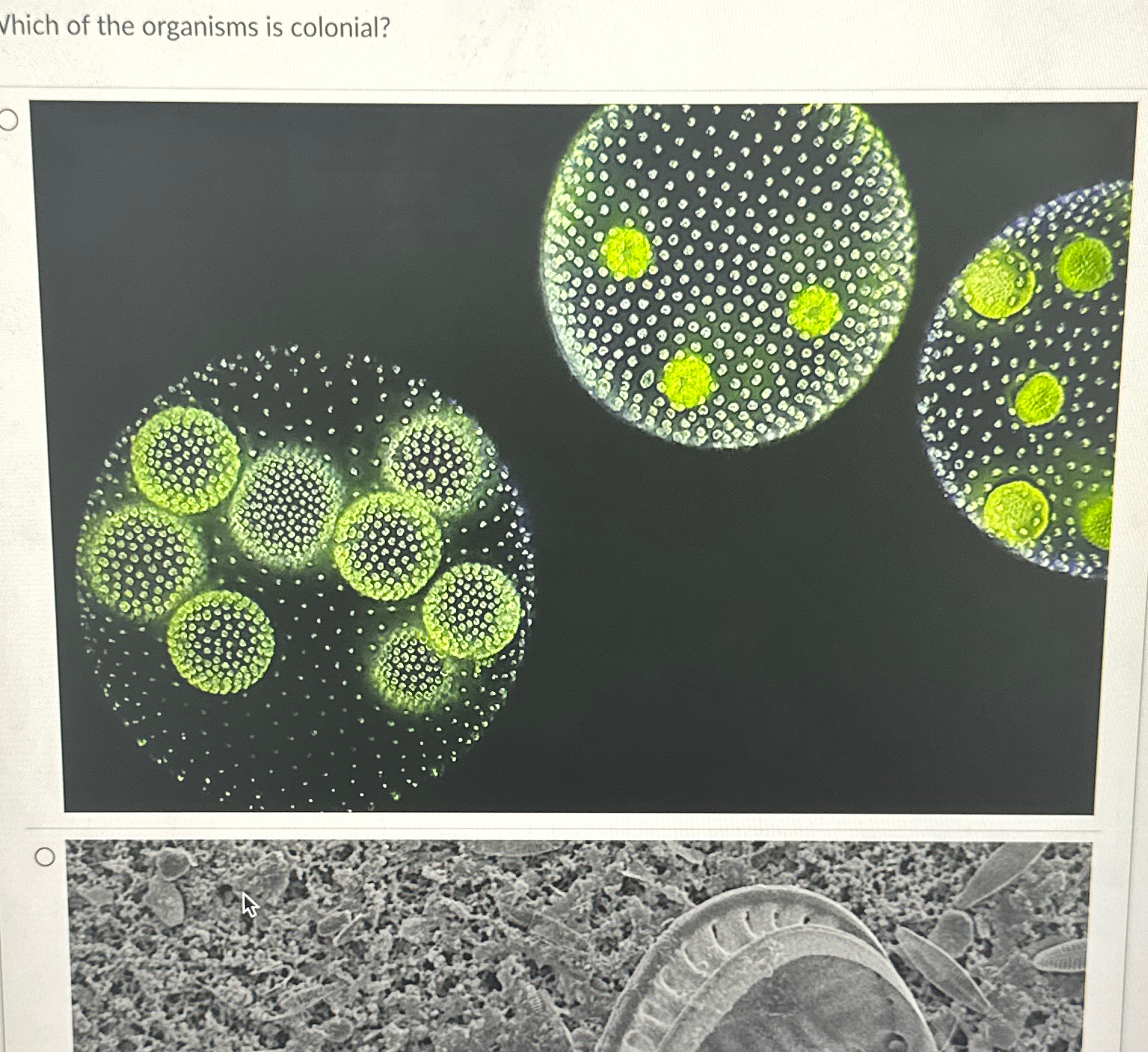 Solved Which of the organisms is colonial? | Chegg.com