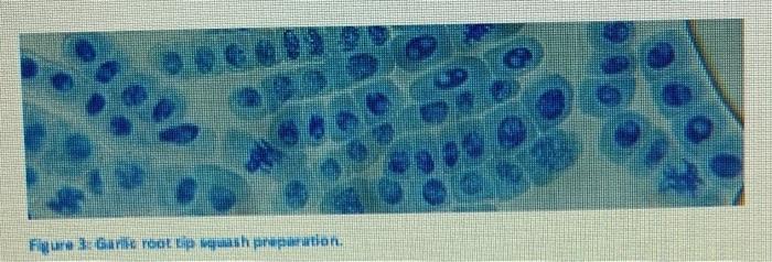 Figure 3: Garlic root tip squash preparation. a. | Chegg.com