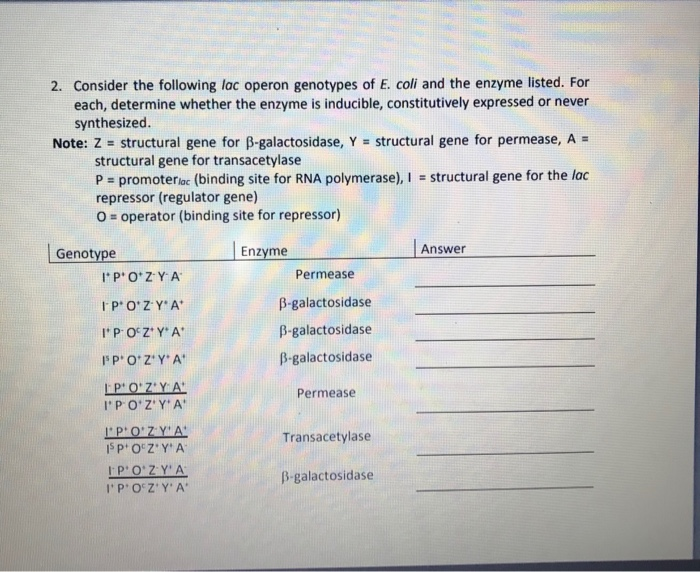 Solved 2. Consider the following lac operon genotypes of E. | Chegg.com