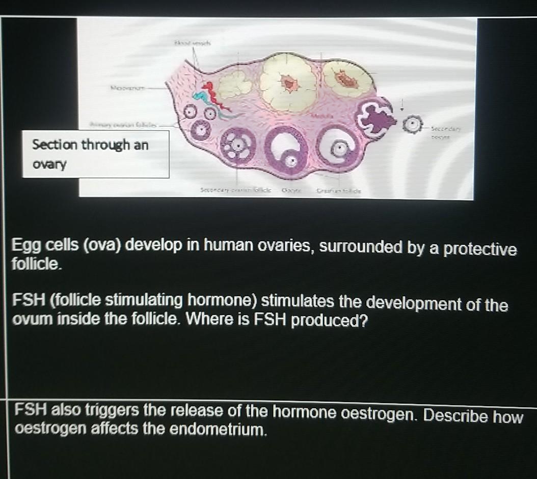 Solved Section through an ovary Egg cells (ova) develop in | Chegg.com