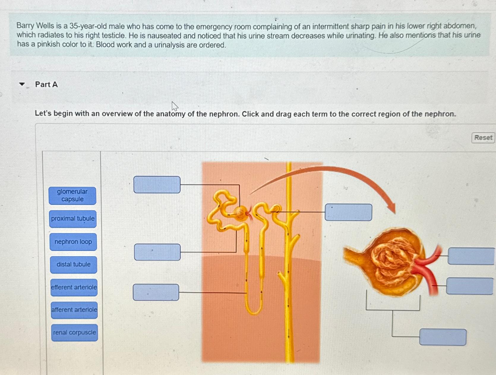 Solved Barry Wells is a 35 -year-old male who has come to | Chegg.com