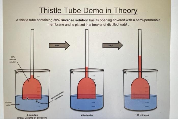 Solved Thistle Tube Demo in Theory A thistle tube containing | Chegg.com