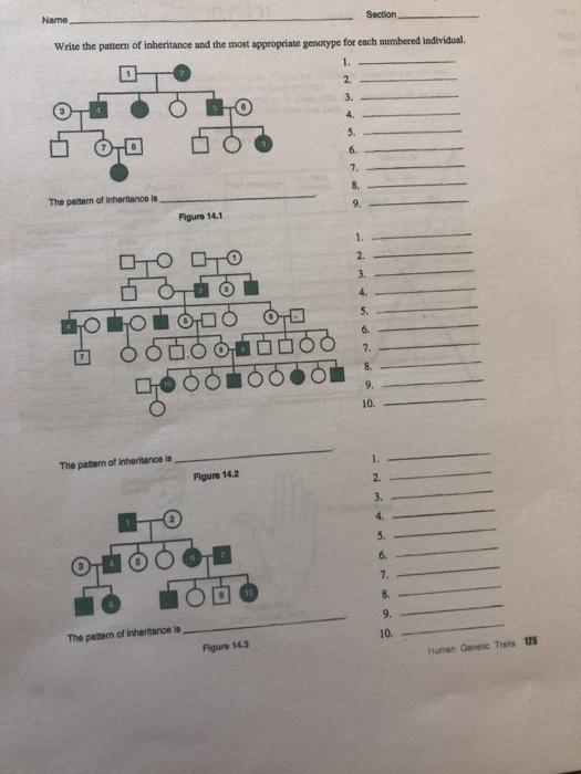 Solved Name Section Write The Pattern Of Inheritance And The 6988
