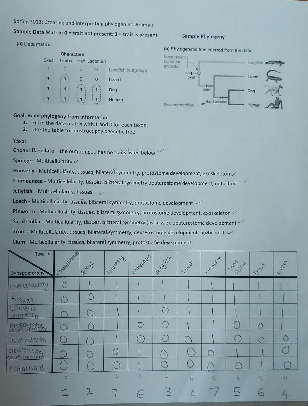 Solved Spring 2023: Creating and interpreting phylogenies: | Chegg.com
