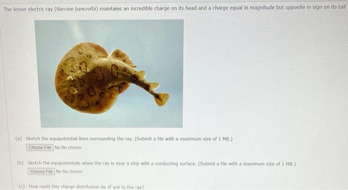 The lesser electric ray (Narcine bancroftii) | Chegg.com