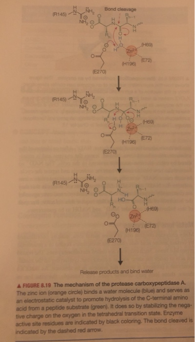 Solved 9. Figure 8.19 shows a proposed mechanism for | Chegg.com