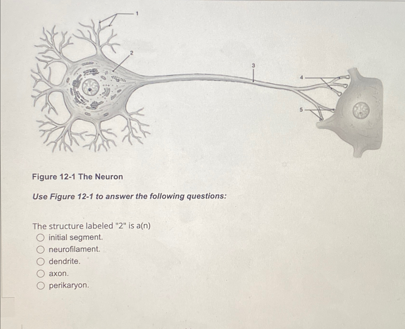 Solved Figure 12-1 The NeuronUse Figure 12-1 to answer the | Chegg.com Solved Figure 12-1 The NeuronUse Figure 12-1 to answer the | Chegg.com