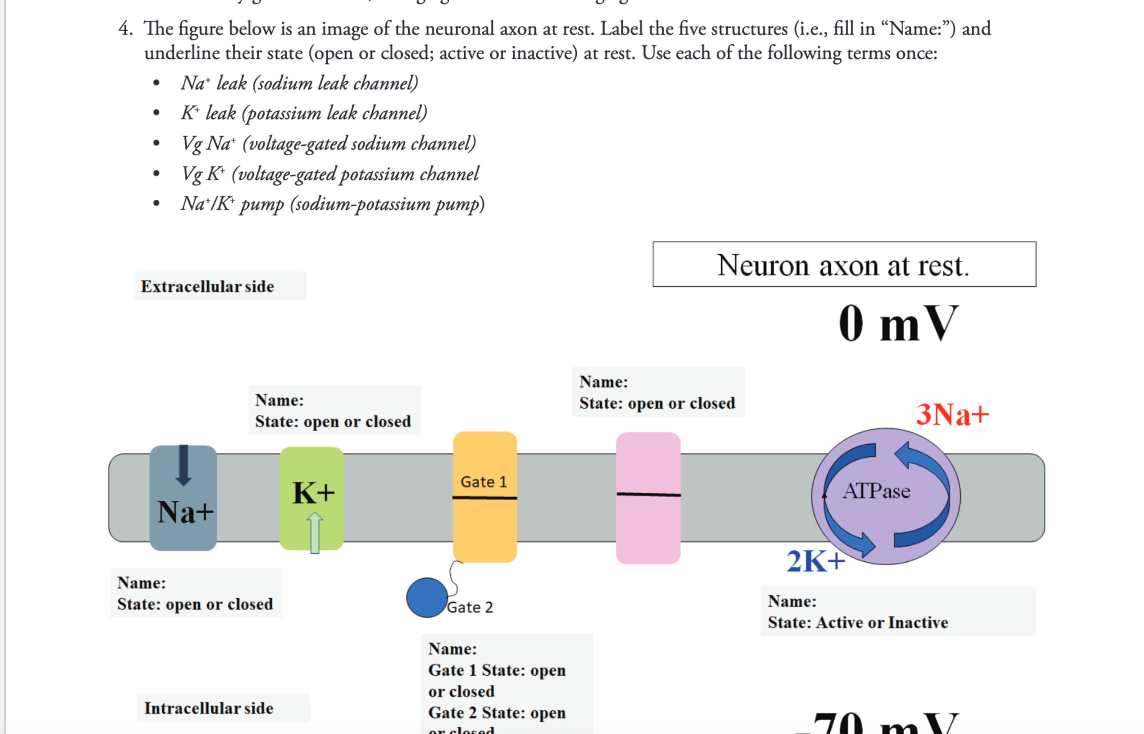 Solved The figure below is an image of the neuronal axon at | Chegg.com