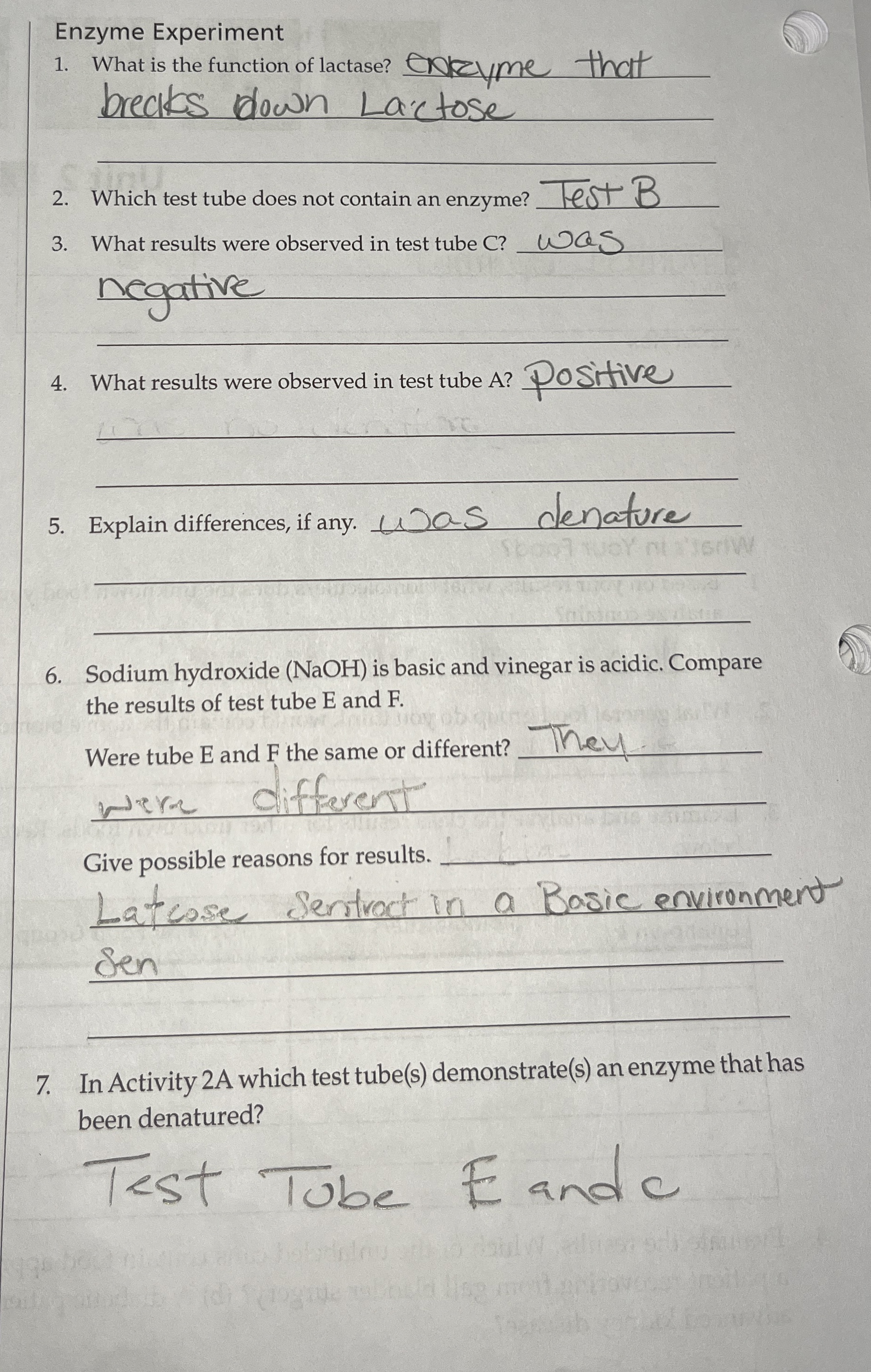 Solved Enzyme ExperimentWhat is the function of lactase? | Chegg.com