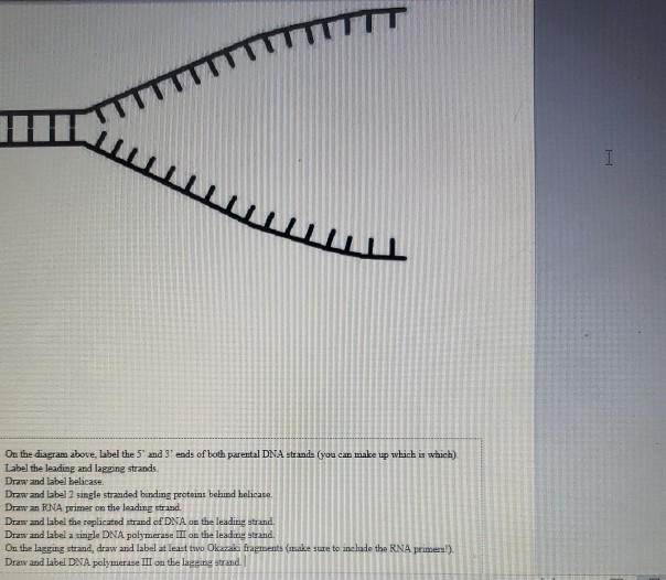 Solved On the diagram above, label the 5 and 3'ends of both | Chegg.com