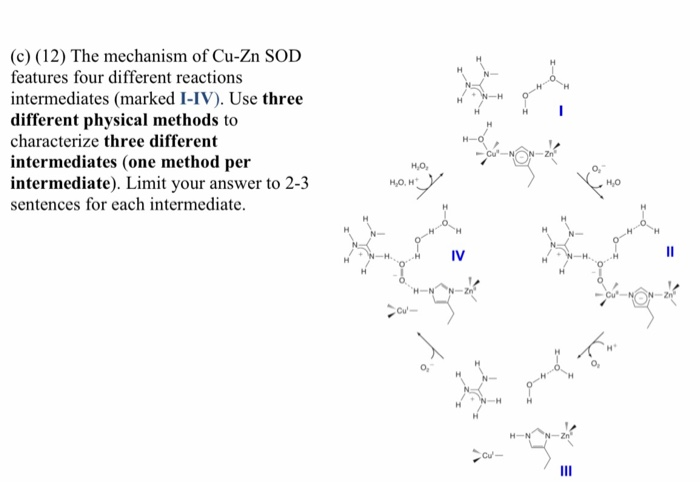 Solved (c) (12) The mechanism of Cu-Zn SOD features four | Chegg.com